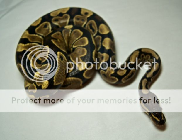 Spector ball python markings | Reptile Forums
